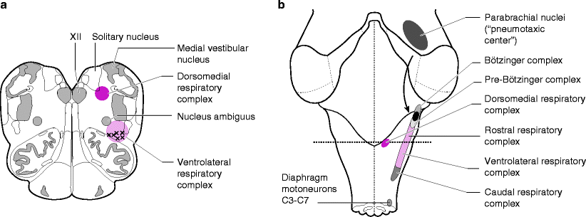 Neuroanatomy of the Brainstem | SpringerLink