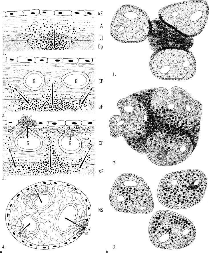 Pathologie der Plazenta: Spätschwangerschaft und fetoplazentare Einheit ...