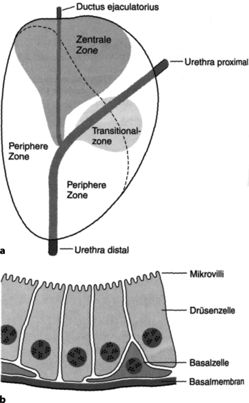 Prostata und Samenblasen | SpringerLink