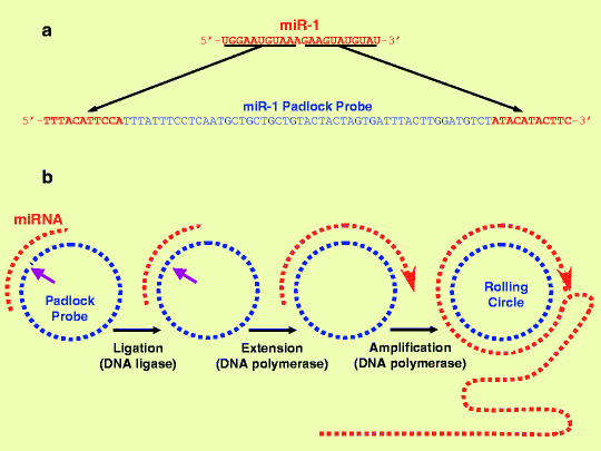Padlock-Probes and Rolling-Circle Amplification | SpringerLink