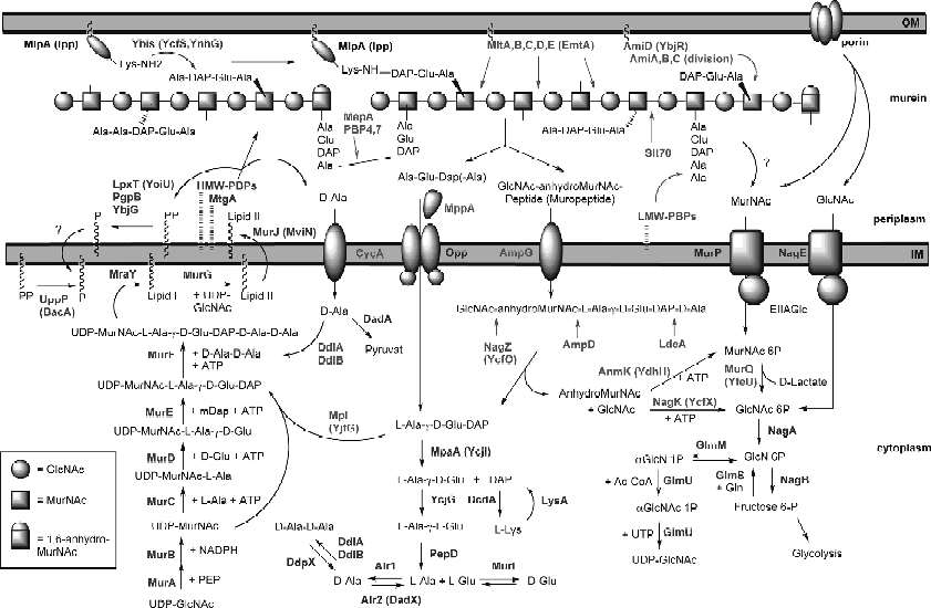 The Murein Sacculus | SpringerLink