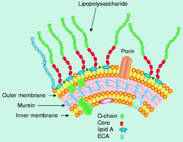Lipopolysaccharides | SpringerLink