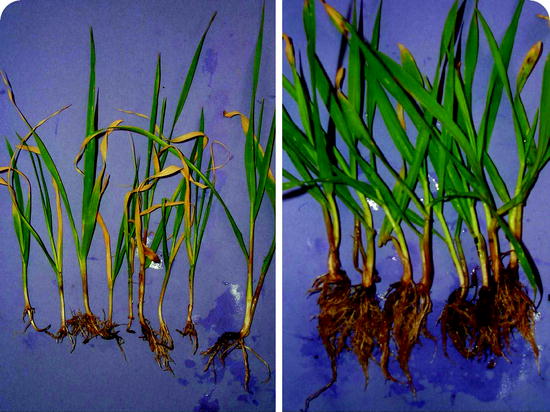 Improvement of Plant Waterlogging Tolerance | SpringerLink