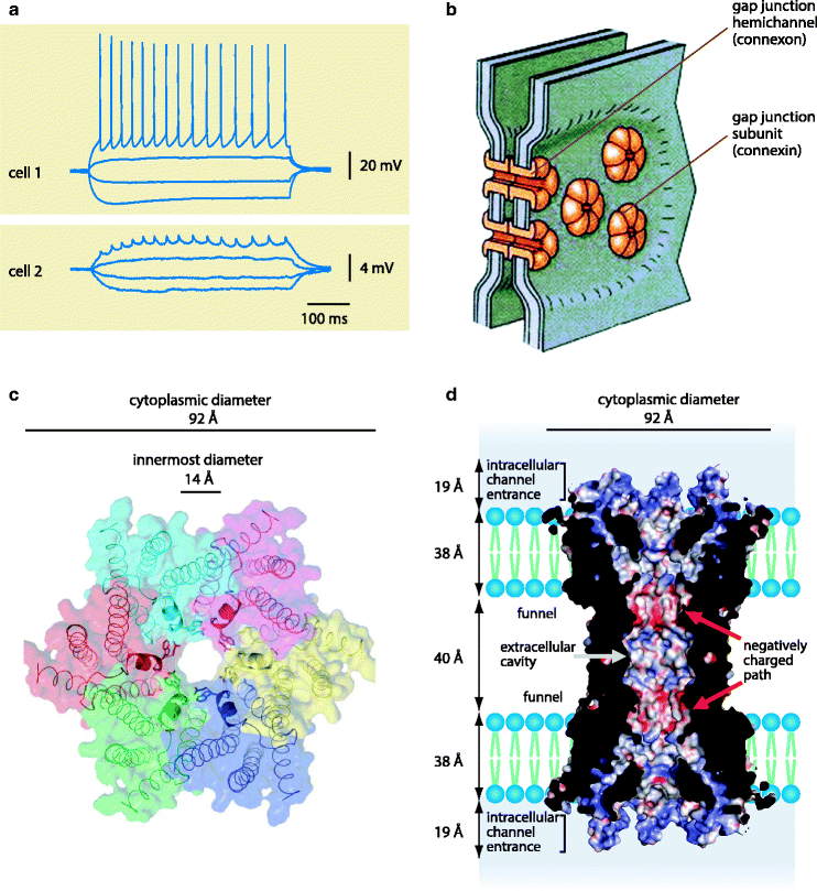 The Synapse | SpringerLink