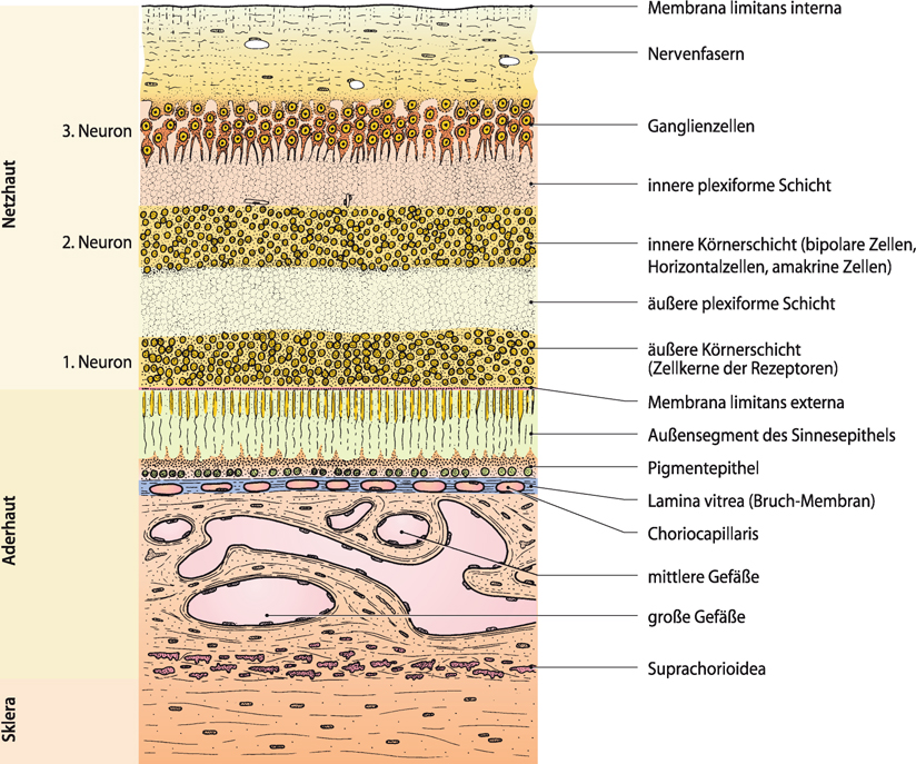 Netzhaut | SpringerLink
