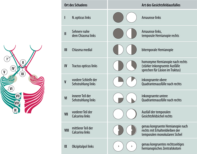 Sehbahn | SpringerLink