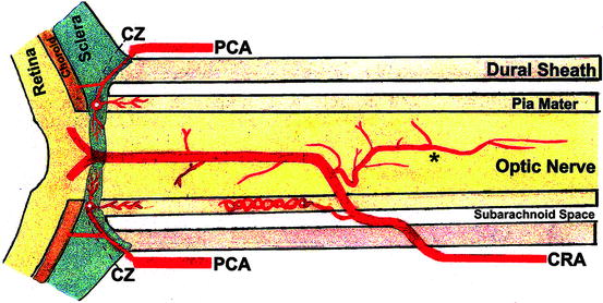 Blood Supply of the Optic Nerve | SpringerLink