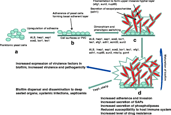Virulence and Pathogenicity of Fungal Pathogens with Special Reference ...