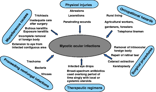 Fungi Associated with Eye Infections with Special Reference to Corneal ...