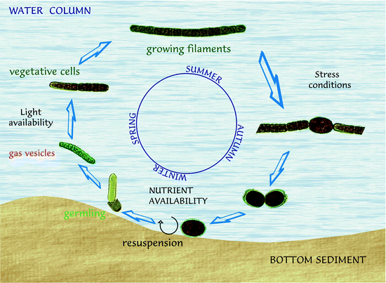 Akinetes: Dormant Cells of Cyanobacteria | SpringerLink