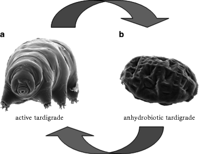 Anhydrobiotic Abilities of Tardigrades | SpringerLink