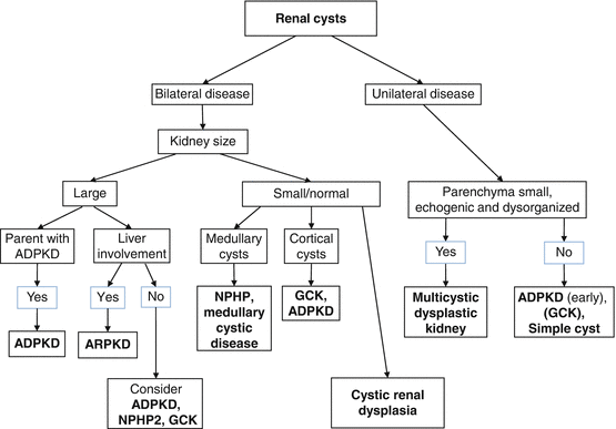 Cystic Renal Diseases | SpringerLink