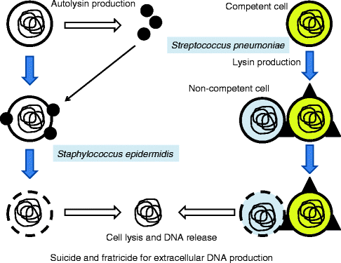 Roles of Extracellular DNA in Bacterial Ecosystem | SpringerLink