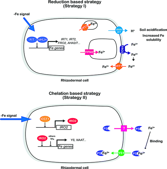 Iron Transport and Signaling in Plants | SpringerLink