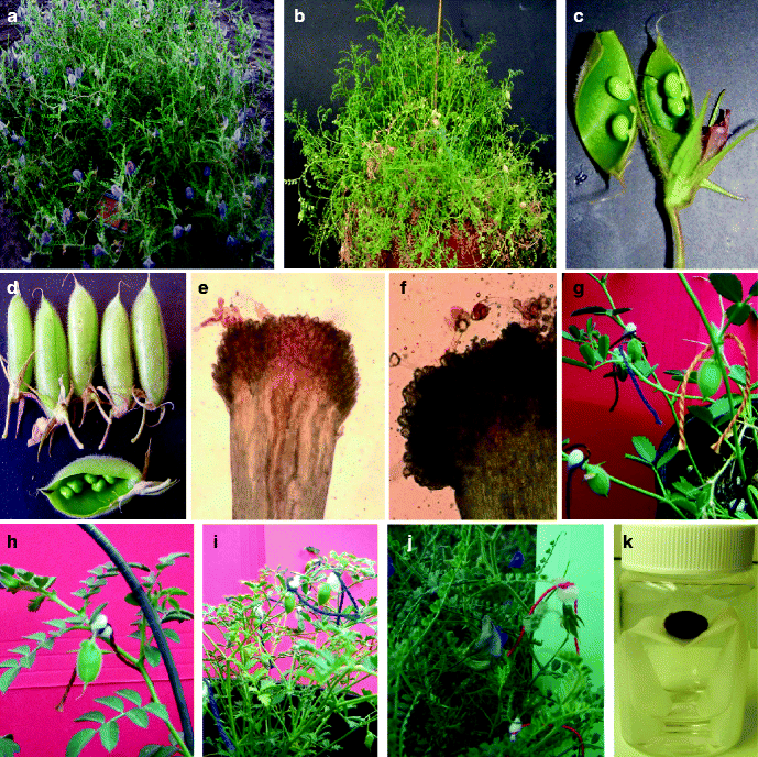 Cicer | SpringerLink