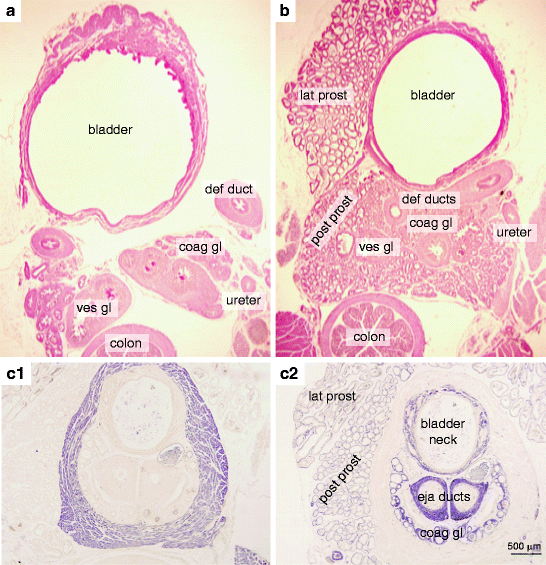 Anatomy and Histology of the Lower Urinary Tract | SpringerLink