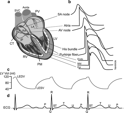 Cardiac Ion Channels and Heart Rate and Rhythm | SpringerLink