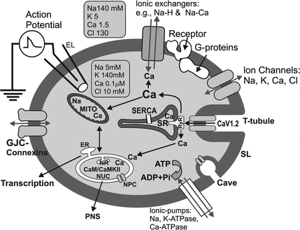 Cardiac Ion Channels and Heart Rate and Rhythm | SpringerLink