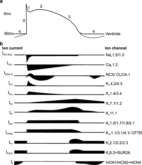 Cardiac Ion Channels and Heart Rate and Rhythm | SpringerLink