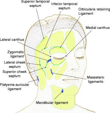 Facial Anatomy | SpringerLink