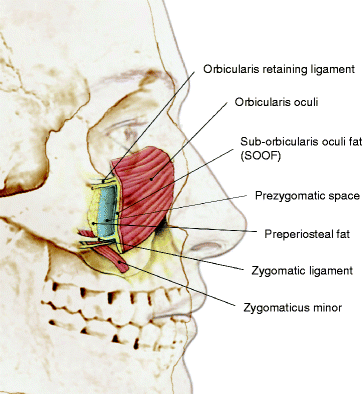 Facial Anatomy | SpringerLink