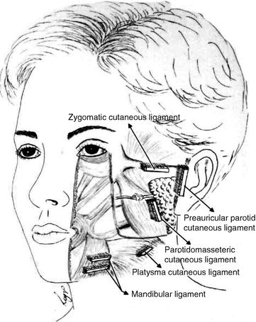 Anatomicohistologic Study of the Retaining Ligaments of the Face with ...