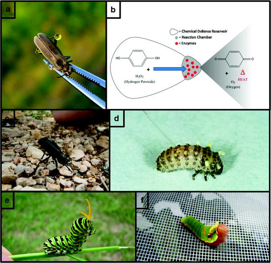 Chemical Defenses of Insects: A Rich Resource for Chemical Biology in ...
