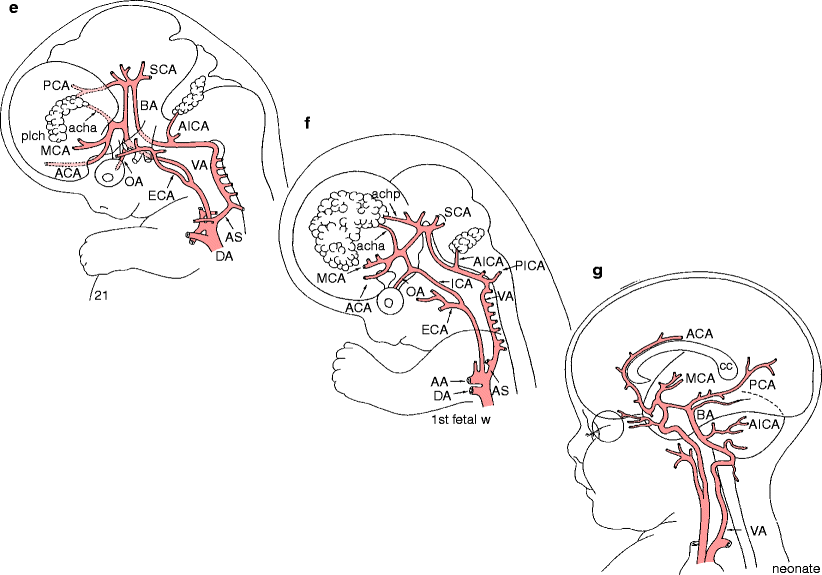Vascularization of the Brain and Spinal Cord | SpringerLink