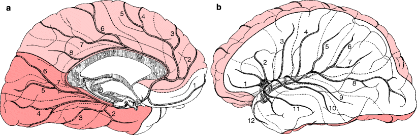 Vascularization of the Brain and Spinal Cord | SpringerLink