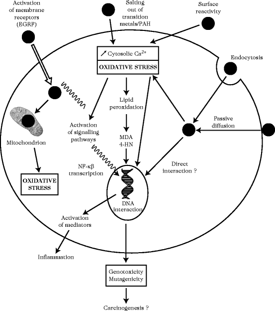 Nanoparticle Toxicity Mechanisms: Genotoxicity | SpringerLink