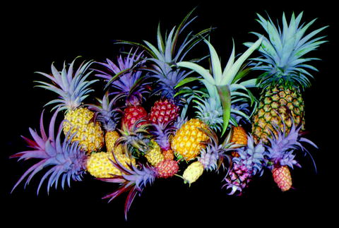 Ananas | SpringerLink