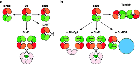 Diabodies, Single-Chain Diabodies, and Their Derivatives | SpringerLink