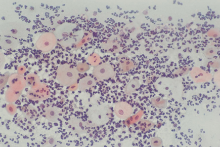 Mikroorganismen | SpringerLink