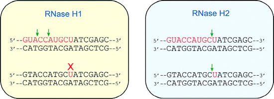 Structure and Function of RNase H Enzymes | SpringerLink