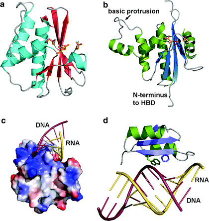 Structure and Function of RNase H Enzymes | SpringerLink