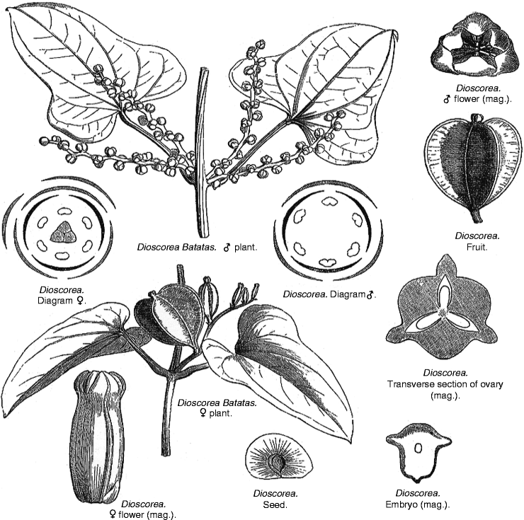 Dioscorea | SpringerLink