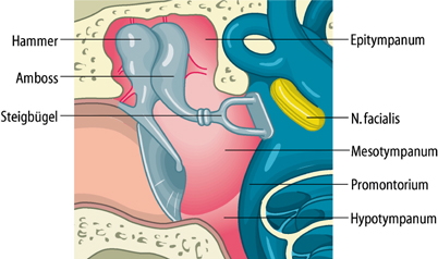Anatomie und Physiologie | SpringerLink