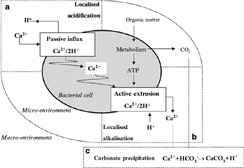 Molecular Basis of Bacterial Calcium Carbonate Precipitation | SpringerLink