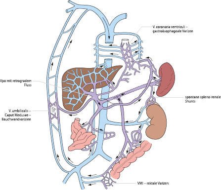 Pfortadersystem | SpringerLink