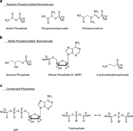 On the Origin of Phosphorylated Biomolecules | SpringerLink
