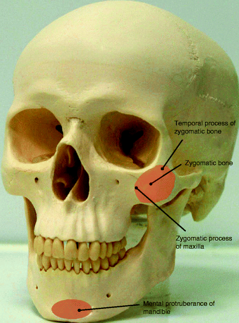 Anatomy of the Face and Neck | SpringerLink