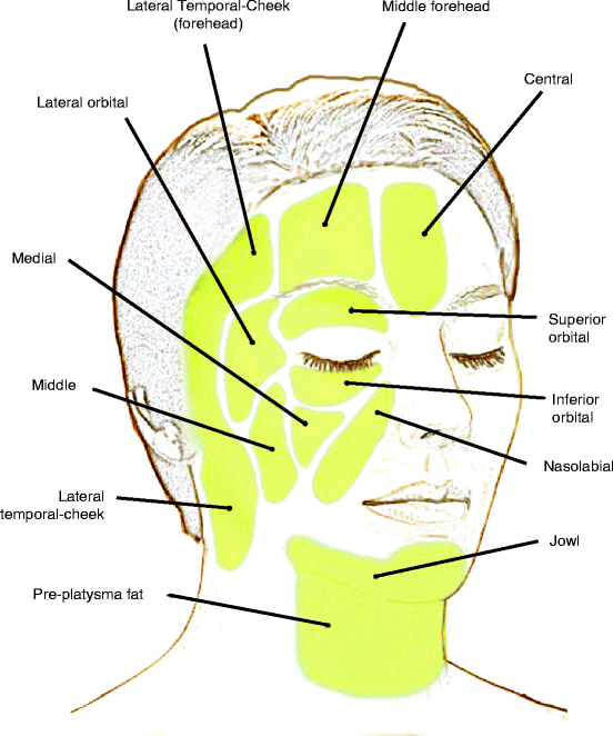 Anatomy of the Face and Neck | SpringerLink