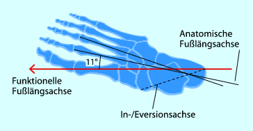 Beinachsen und Abrollen des Fußes | SpringerLink