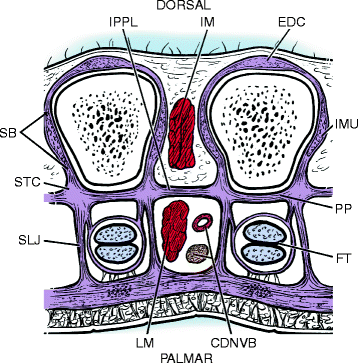 Dupuytren’s Disease: Anatomy, Pathology, and Presentation | SpringerLink
