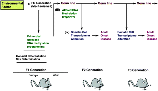 Environmental Epigenetics and Epigenetic Transgenerational Inheritance ...