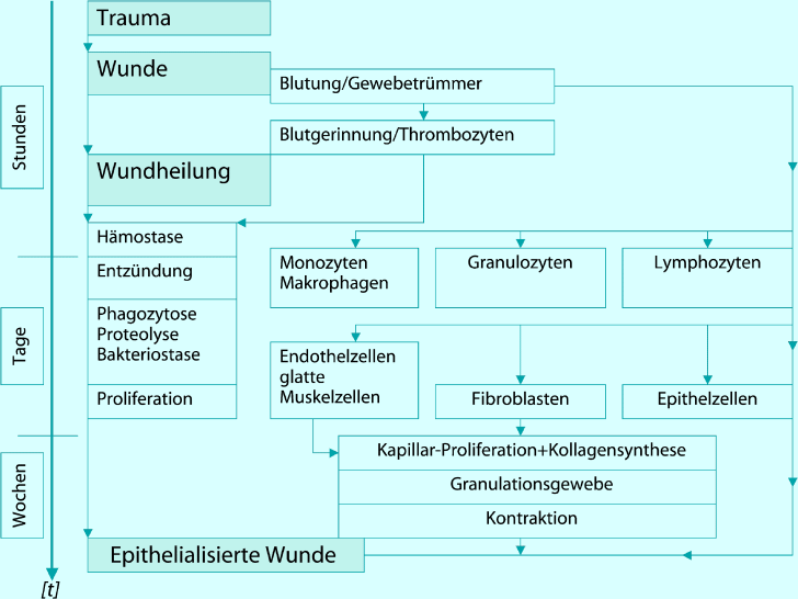 Wundheilung und Wundversorgung | SpringerLink