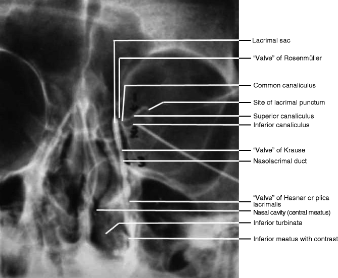 The Orbit | SpringerLink