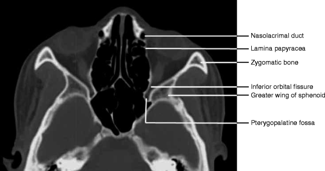 The Orbit | SpringerLink