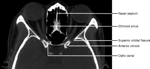 The Orbit | SpringerLink
