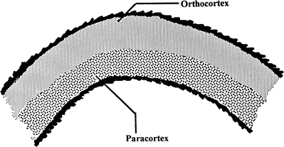 Morphological, Macromolecular Structure and Hair Growth | SpringerLink